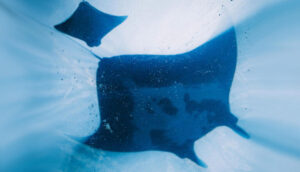 Fun and Educational Under the Sea Activities for EYFS – Early Years ...